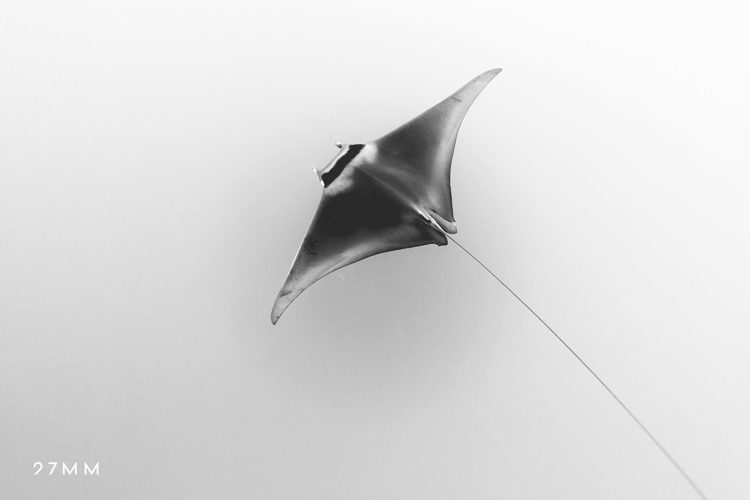 Rare fish of the Balearic Islands - Mallorca Caprice